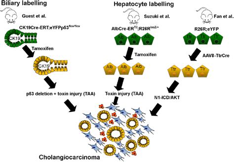 The Cell Of Origin Of Cholangiocarcinoma Schematic Micrograph Of Download Scientific Diagram