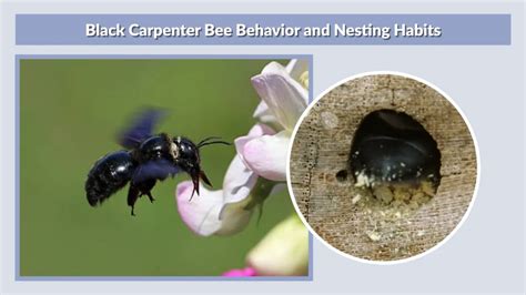 Black Carpenter Bee Identification Behavior And Control Guide