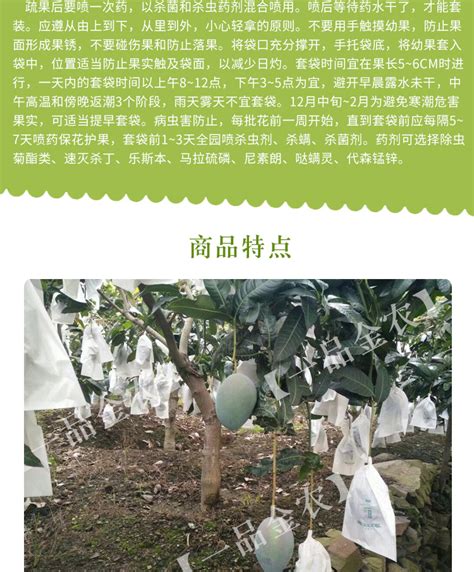 枇杷套袋柑橘橘子果袋丑橘橙子春见不知火芒果脐橙套袋防水防虫袋 枇杷套袋 芒果套袋 葡萄套袋 山东莱阳一品金农水果套袋加工厂