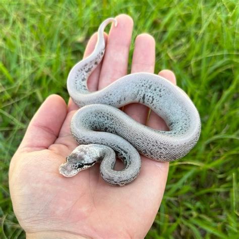 acid silver streak het clown ball python by combat creations ball python python rosy boa