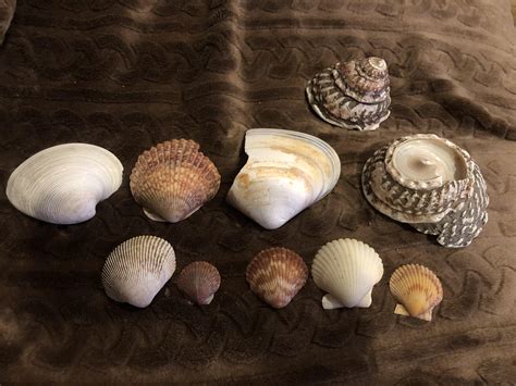 New To Shelling Need Help Identifying R Shells