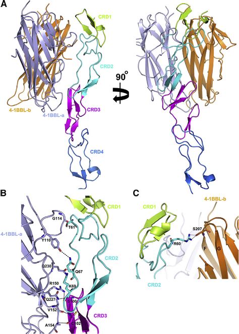 Interaction Between 4 1bb And 4 1bbl A Overview Of A 4 1bb Molecule