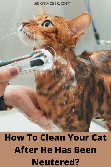 Can I Bathe My Cat After Neutering Or Spaying