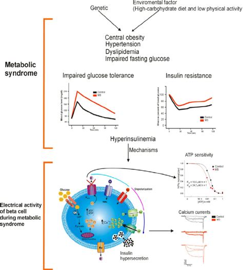 Model Of The Mechanisms Of Beta Cell Dysfunction During Metabolic Download Scientific Diagram