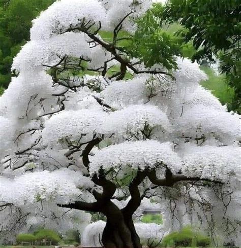 ჯუდოს დღიურები Judo ჯუდოს დღიურები Judo Diaries