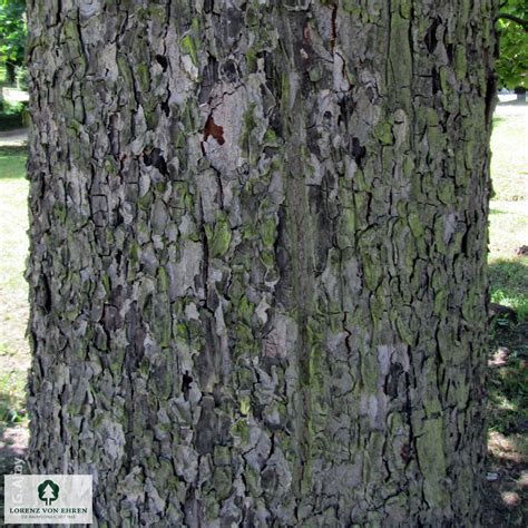 Sorbus Torminalis Baumschule Lve