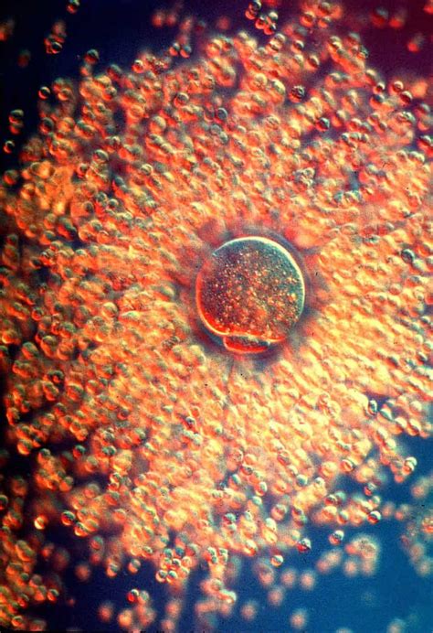 Faits Surprenants Sur Le Clonage Et Ses Controverses
