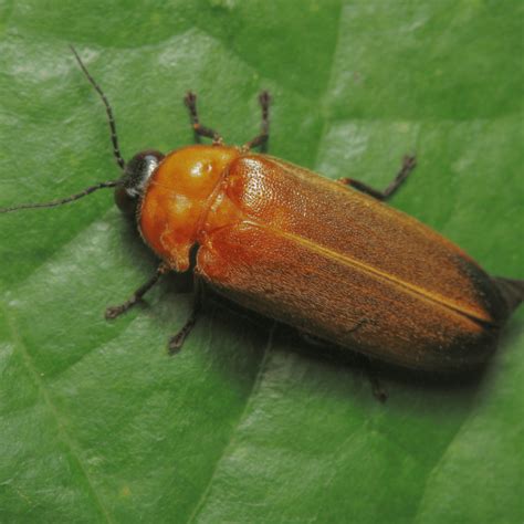 Lightning Bug Spiritual Meaning Symbolism Explained