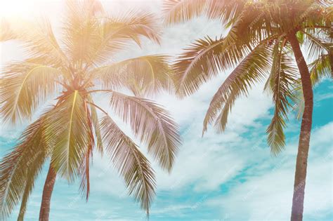 일몰 하늘 플레어와 Bokeh 자연 배경에 열 대 야자수 코코넛 나무 프리미엄 사진