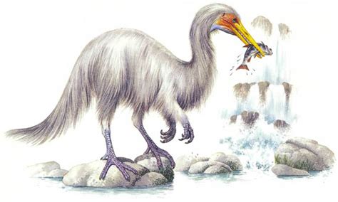 Dip Speculative Evolution Wiki Fandom