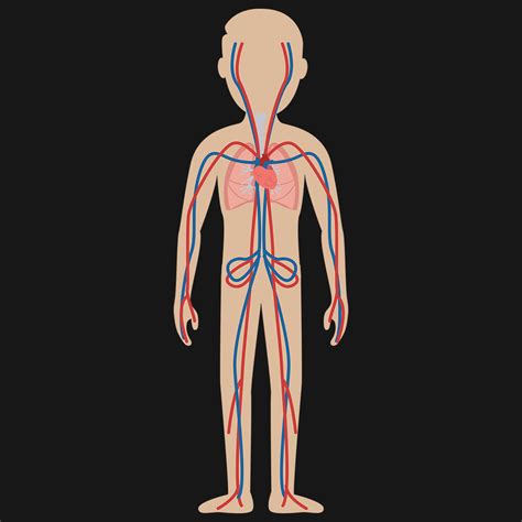 Cartoon Adult Circulatory System Vector Illustration