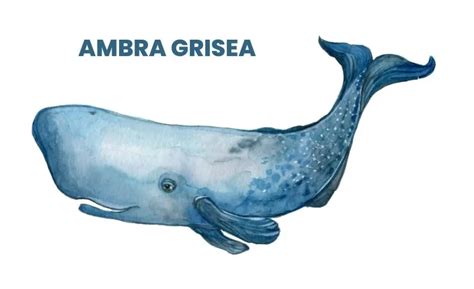 Ambra Grisea A