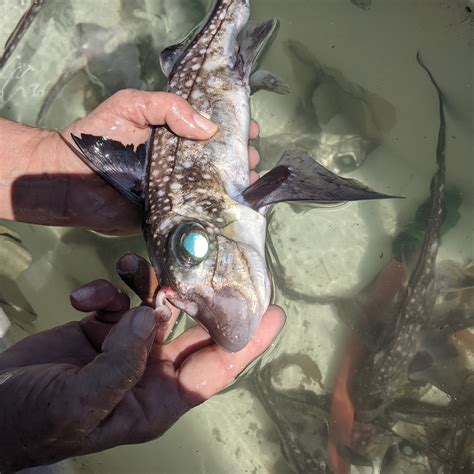 Chimaera Shark Mouth