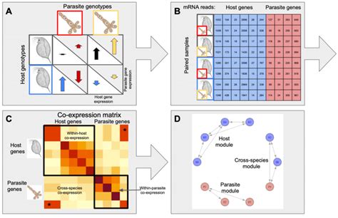 A Schematic Illustration Of The Idea Of Cross Species Gene Download Scientific Diagram
