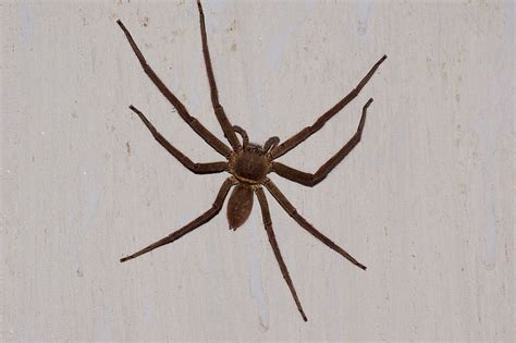 Домашний паук с длинными лапами 71 фото