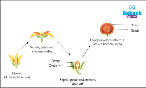 Sexual Reproduction In Flower Plants Advantages Aesl