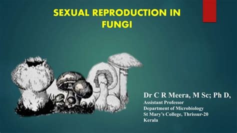 Sexual Reproduction In Fungi Pptx Infertility Reproductive Health