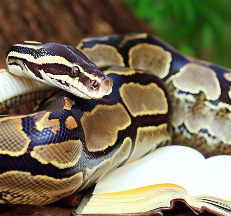 python programming a beginner s guide robotic report
