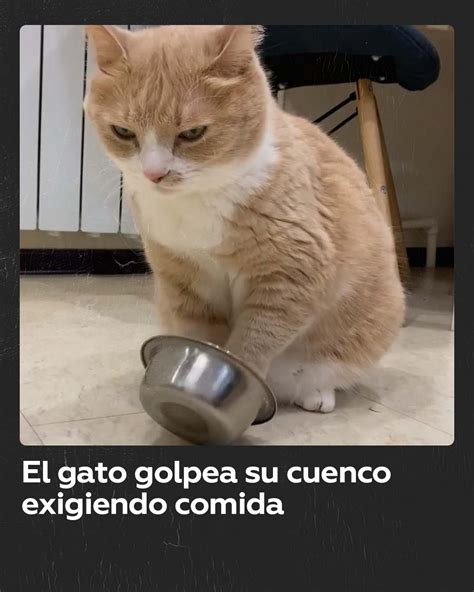 Memes Pidiendo Comida