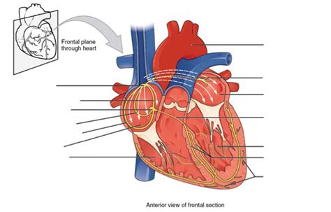 Diagram Of The Intrinsic Conduction System Of The Heart Quizlet