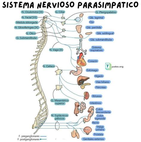 Sistema Nerviosos Parasimpatico Yudoc Org Udocz