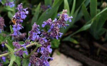 How To Grow And Care For Catnip Plants Plantly