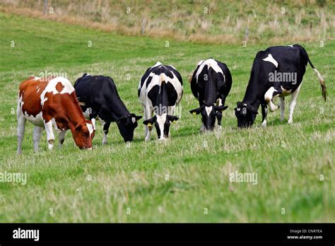 Domestic Cattle Bos Primigenius F Taurus Five Cows Grazing On Pasture Germany Rhineland