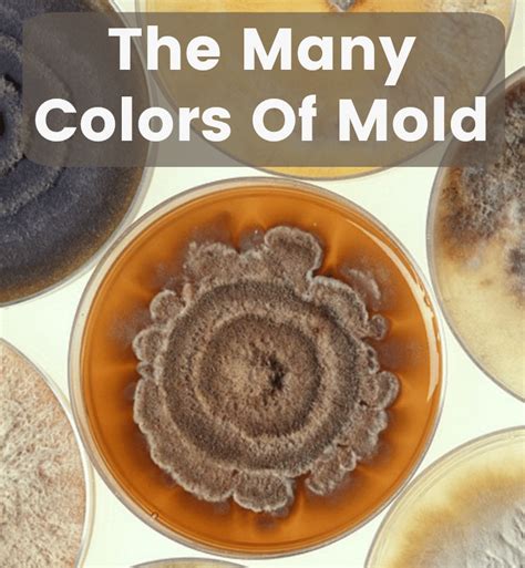How To Identify Mold Type By Color Colors Of Mold