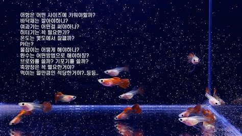 초보자를위한 구피키우기 1 구피를 잘키우기위해 중요한 용품셋팅추천 및 추천이유 구피키우기 첫단추부터 잘끼워야 합니다