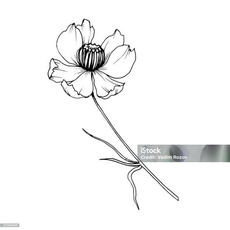 벡터 코스모스 꽃 식물 꽃입니다 흑백 잉크 아트가 새겨져 있습니다 격리된 코스메아 일러스트레이션 요소입니다 꽃 식물에 대한 스톡