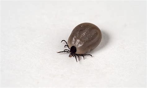 What Does A Tick Look Like Tick Identification Guide