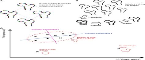 Application Of Statistical Shape Modeling To The Human Hip J JBI