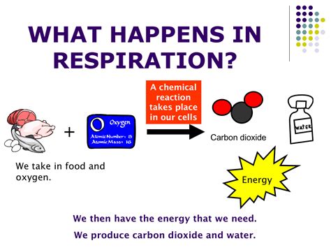 Ks3 Biology Resources Curriculum Press
