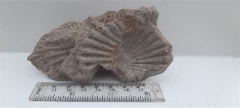 Shells Fossil Id The Fossil Forum
