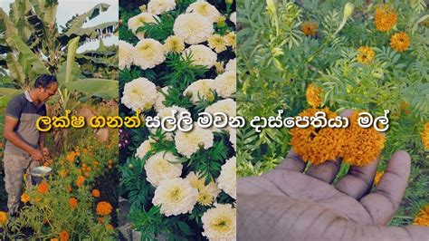 ලක්ෂ ගනන් සල්ලි මවන දාස්පෙතියා මල් පොහොර දැමීම සමග Youtube