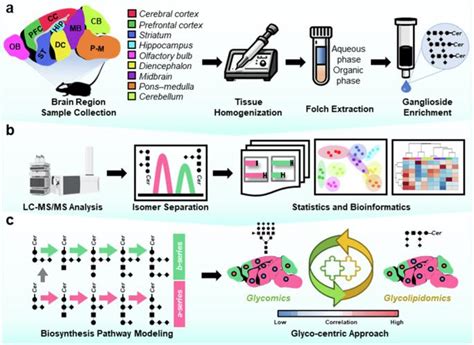 Deciphering Mouse Brain Spatial Diversity Via Glyco Lipidomic Mapping