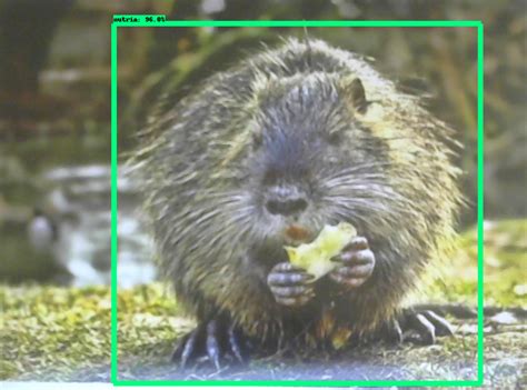 Object Detection With Tensorflow On Raspberry Pi By Elenche Zététique Medium