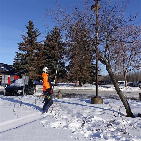 Tree Trimming In Edmonton Ask The Experts At Arbor Man