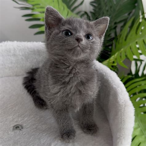 💓고양이분양전문 고양이책임분양 먼치킨분양 랙돌분양 브리티쉬숏헤어분양💓 🔍 브리티쉬숏헤어 마루 🍼 2개월령 여아 🔖 할인분양가 60 골드블루바이컬러의 동글동글