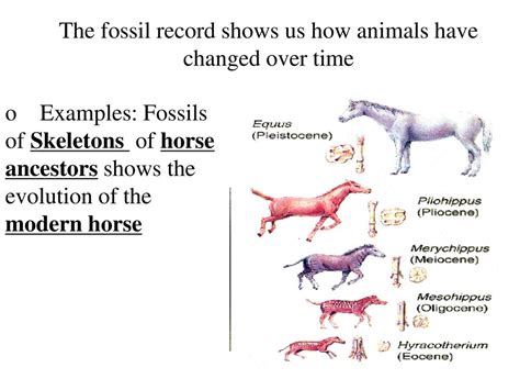 Fossil Record Evolution Examples