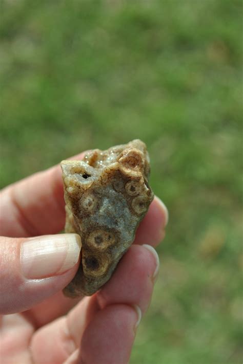 Gobi Agate Stone With Funny Eyes Lapidary Rock Specimen Etsy