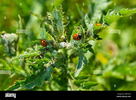 The Seven Spot Ladybird Coccinella Septempunctata Ladybug Eating Aphids