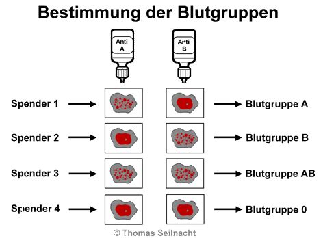 Mediendatenbank Biologie Blutgruppen