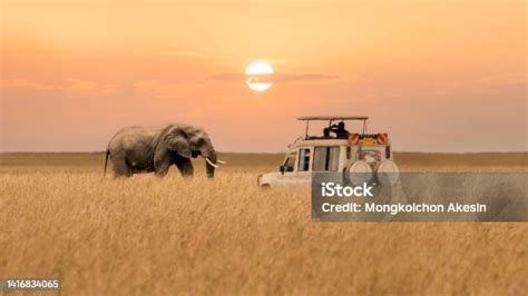 관광 차량으로 걷는 아프리카 코끼리는 케냐 마사이 마라 국립 보호 구역 에서 일몰 동안 지켜 보며 멈 춥니 다 사파리 여행에 대한 스톡 사진 및 기타 이미지 Istock