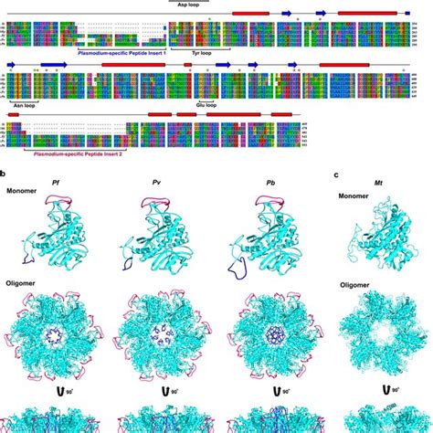 Multiple Sequence Alignment And Homology Modeling Of Plasmodia Gs A Download Scientific Diagram
