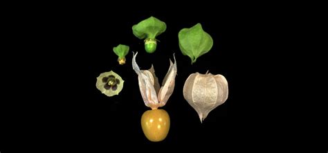 Ground Cherries Gardening At The Glen