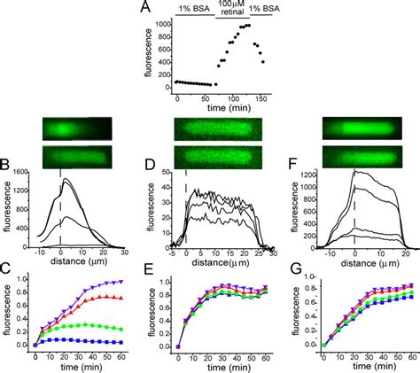 Response Of Bleached Intact Rod And Isolated Rod Outer Segments To