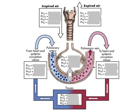 Inspiratory Expiratory Values Quiz