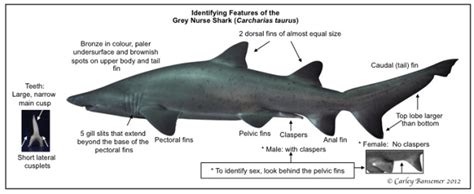 Grey Nurse Shark Worldwide Conservation Coalition