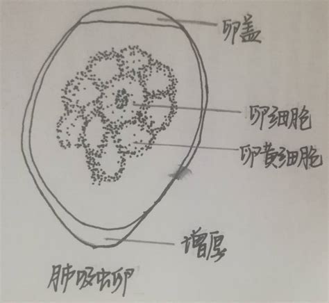 犬复孔绦虫虫卵手绘图 犬复孔绦虫手绘图 伤感说说吧